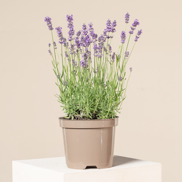 Lavandula angustifolia 'Vera' - Prava lavanda | PlantAgent